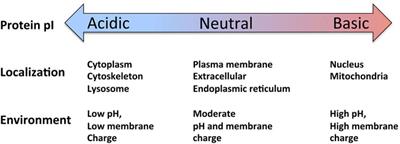 Frontiers | Protein pI and Intracellular Localization