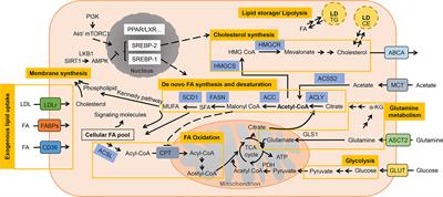 Frontiers | Microenvironmental Factors Modulating Tumor Lipid ...