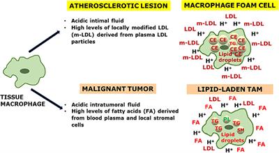 Frontiers | Lipid-Laden Macrophages and Inflammation in Atherosclerosis ...