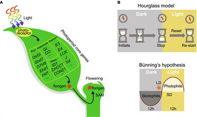Frontiers | A Daylength Recognition Model of Photoperiodic Flowering