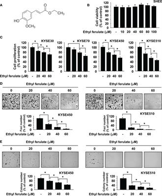 Frontiers | Ethyl Ferulate Suppresses Esophageal Squamous Cell ...