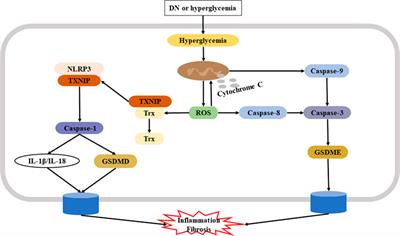 Frontiers | Mini-Review: GSDME-Mediated Pyroptosis in Diabetic Nephropathy