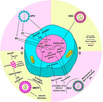 Frontiers | Interrelated Oncogenic Viruses and Breast Cancer