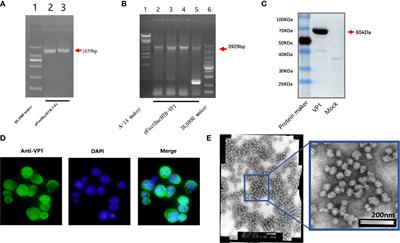 Frontiers | GII.P16-GII.2 Recombinant Norovirus VLPs Polarize ...