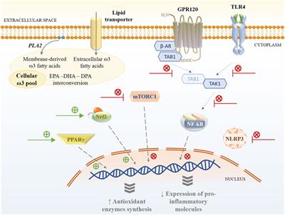 Frontiers | Metabolic and Metabolomic Insights Regarding the Omega-3 ...