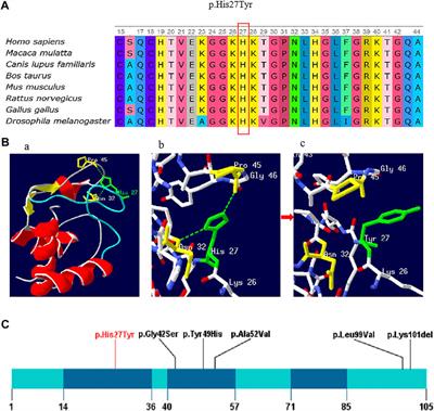 Frontiers | A Novel Heterozygous Pathogenic Variation in CYCS Gene ...