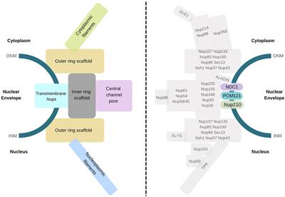 Frontiers | In Pursuit of Distinctiveness: Transmembrane Nucleoporins ...