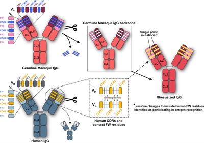Frontiers | Structure and Fc-Effector Function of Rhesusized Variants ...