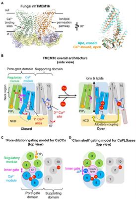 Frontiers | Gating and Regulatory Mechanisms of TMEM16 Ion Channels and ...
