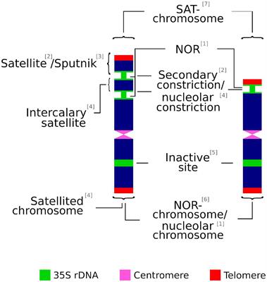 Frontiers | The Nuclear 35S rDNA World in Plant Systematics and ...