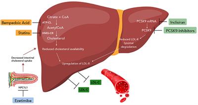 Frontiers | Emerging Non-statin Treatment Options for Lowering Low ...