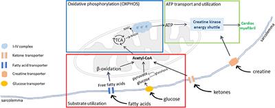 Frontiers | Metabolic Reprogramming, Gut Dysbiosis, and Nutrition ...