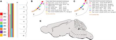 Frontiers | Axonal Projection Patterns of the Dorsal Interneuron ...