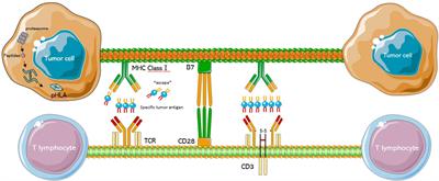 Frontiers | TCR-T Immunotherapy: The Challenges and Solutions