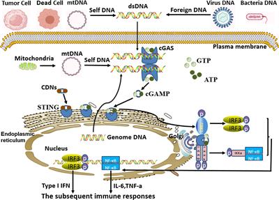 Frontiers | The cGAS-STING Pathway: A Promising Immunotherapy Target