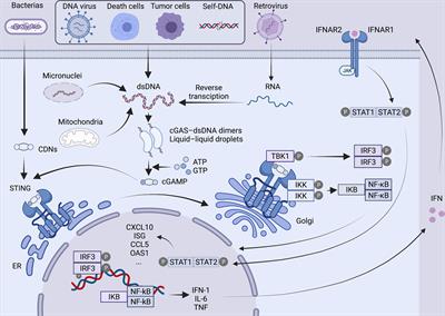 Frontiers | The cGAS/STING Pathway: A Novel Target for Cancer Therapy