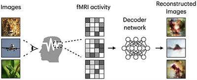 Frontiers | Natural Image Reconstruction From fMRI Using Deep Learning ...