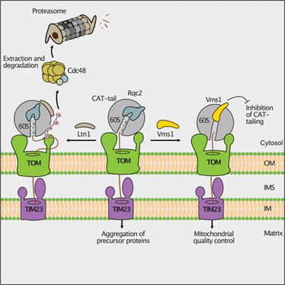 Frontiers | Protein Quality Control at the Mitochondrial Surface