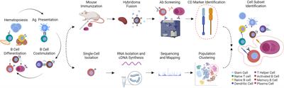Frontiers | RNA-Seq of Single Fish Cells – Seeking Out the Leukocytes ...