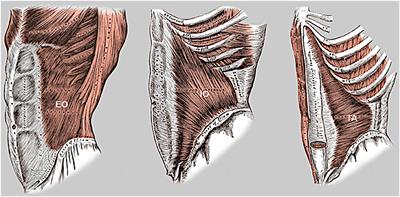 Frontiers | Imaging Insights Into Abdominal Wall Function