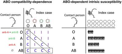 Frontiers | ABO Blood Group Incompatibility Protects Against SARS-CoV-2 ...
