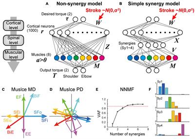 Frontiers | Neural Network Models for Spinal Implementation of Muscle ...