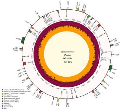 Frontiers | The Complete Mitogenome of Elymus sibiricus and Insights ...