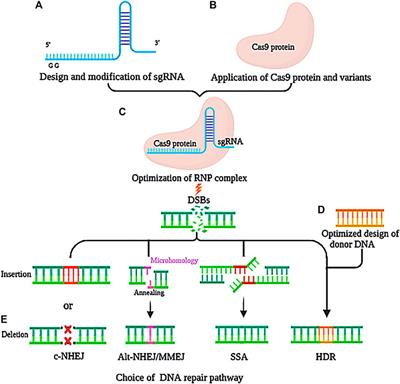 Frontiers | Strategies for High-Efficiency Mutation Using the CRISPR ...