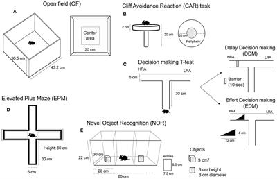 Frontiers | Cell-Type Specific Deletion of CB2 Cannabinoid Receptors in ...