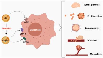Frontiers | Involvement of LDL and ox-LDL in Cancer Development and Its ...