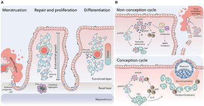 Frontiers | The Role of Decidual Subpopulations in Implantation ...