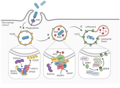 Frontiers | LAPped in Proof: LC3‐Associated Phagocytosis and the Arms ...