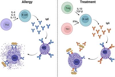 Frontiers | Mouse Models of Food Allergy in the Pursuit of Novel ...