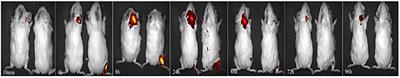 Frontiers | Comparison of the Pathway to the Inner Ear Between ...