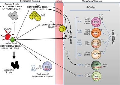 Frontiers | T Cell Memory in Infection, Cancer, and Autoimmunity
