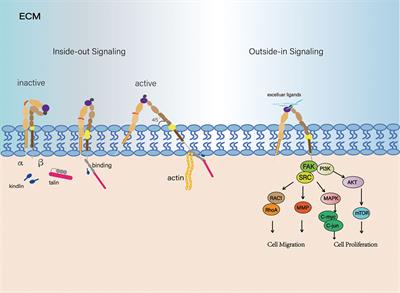 Frontiers | Integrin-Mediated Tumorigenesis and Its Therapeutic ...