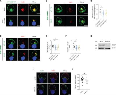 Frontiers | Sorting Nexin 27 Enables MTOC and Secretory Machinery ...