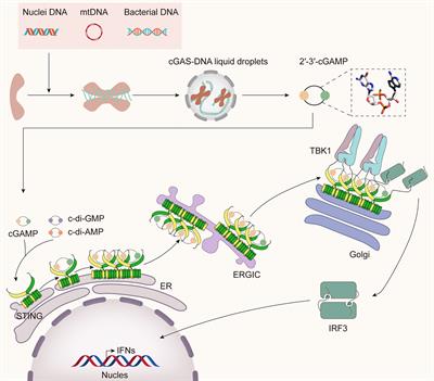 Frontiers | The cGAS-STING Pathway in Bacterial Infection and Bacterial ...