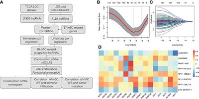 Frontiers | The Role of m5C-Related lncRNAs in Predicting Overall ...