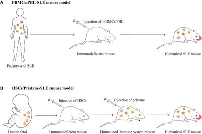 Frontiers | Humanized Mouse Models of Systemic Lupus Erythematosus ...