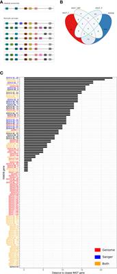 Frontiers | Addressing IGHV Gene Structural Diversity Enhances ...