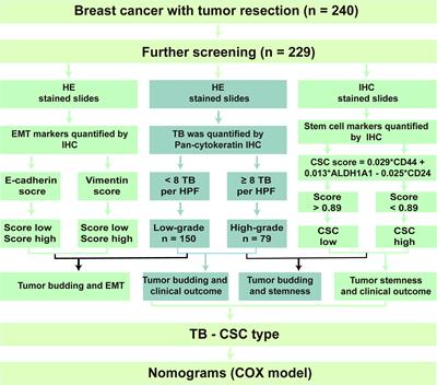 Frontiers | Breast Cancer Classification Based on Tumor Budding and ...