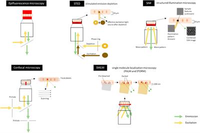 Frontiers | Microscopic Visualization of Cell-Cell Adhesion Complexes ...