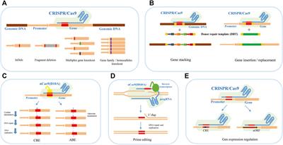 Frontiers | Crop Quality Improvement Through Genome Editing Strategy