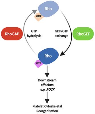 Frontiers | Turning Platelets Off and On: Role of RhoGAPs and RhoGEFs ...