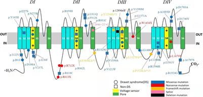 Frontiers | Phenotypic and Genotypic Characteristics of SCN1A ...