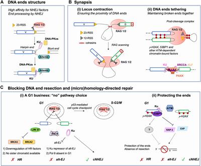 Frontiers | The (Lack of) DNA Double-Strand Break Repair Pathway Choice ...