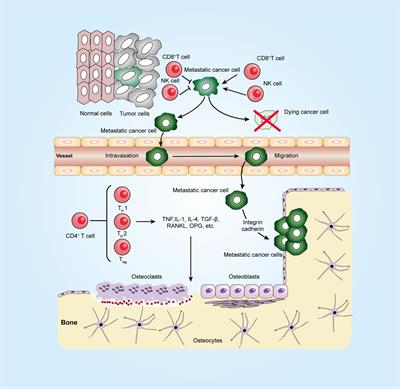 Frontiers | Roles of the RANKL–RANK Axis in Immunity—Implications for ...
