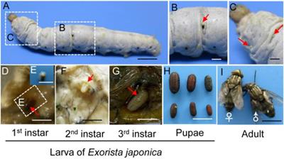 Frontiers | Effect of Tachinid Parasitoid Exorista japonica on the ...