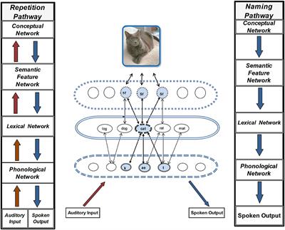 Frontiers | Treatment of the Linguistic and Temporal Components of ...
